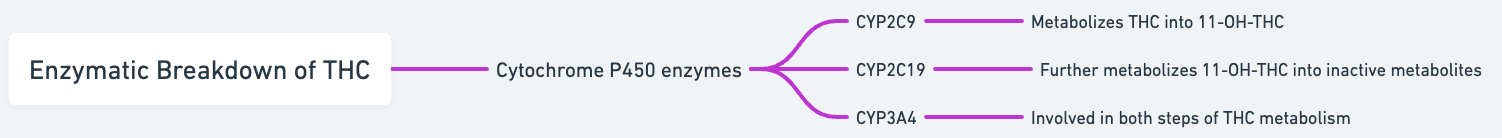 Role of Enzymes in the metabolism of THC - Caplan Cannabis